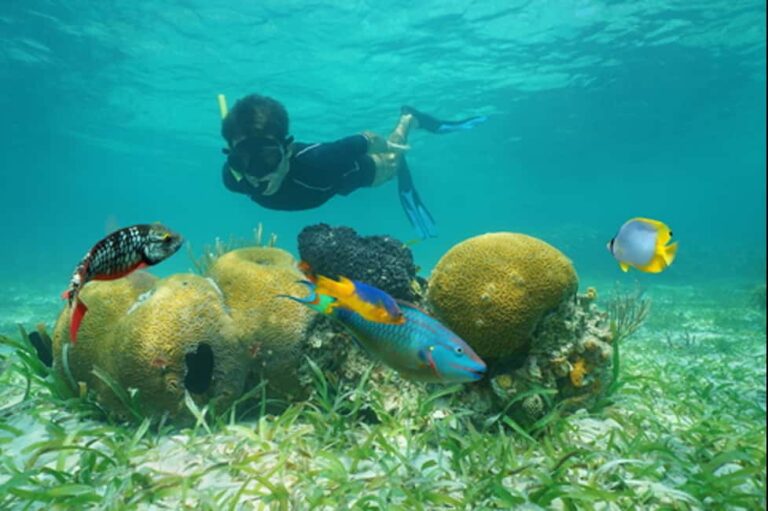 Get Out of the Aquarium and Swim with the Fish